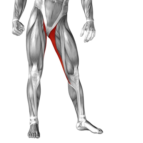Groin Pain? Your adductor muscles are tight! | Gracilis Muscle Pain