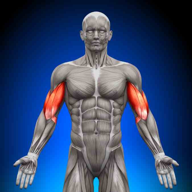 What Are The Causes Of Pain In The Middle Of The Bicep Muscle